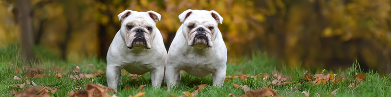 Cosine Similarity and Text Embeddings In Python with OpenAI - Earthly Blog